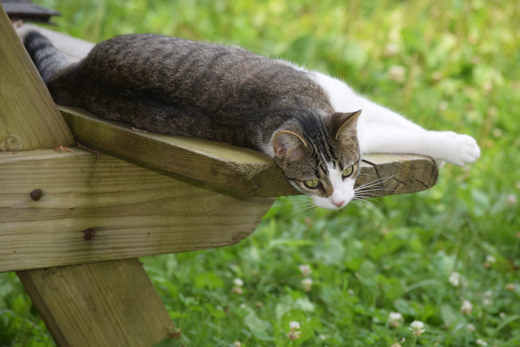 Summer | Feline Greetings